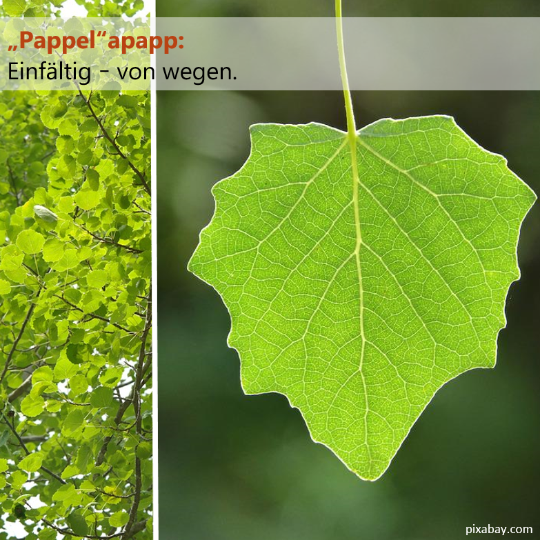 „Pappel“apapp: Der Effizienzbonus der Pappel. - NaturErlebnisReich
